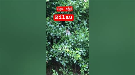 වදුරැ පවුල් Damiya Youtubeshorts Love 낚시팁 Funny Cneᴅɪᴛᴢ Comedy