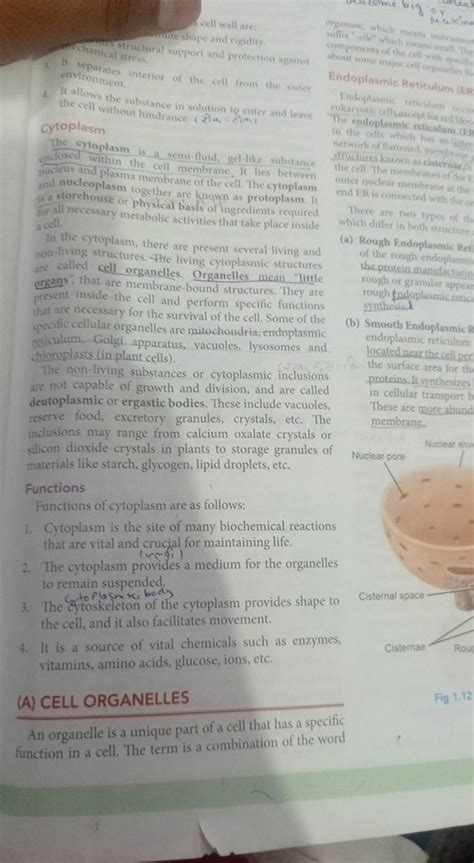Cytoplasm The Cytoplasm Is A Semi Fluid Gel Like Substance Endosed Withi