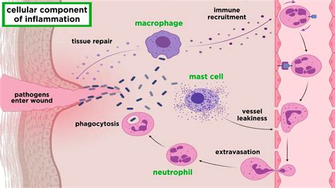 Immune Response Steps