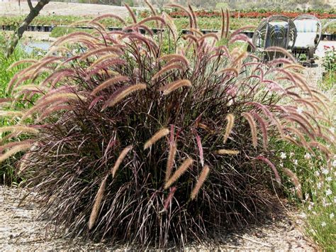 Red Ornamental Grass Varieties
