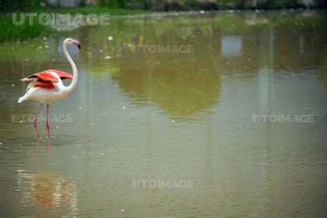 분홍색 깃털을 가진 새 홍학 유토이미지 상세페이지 베이직샵 사진 21419076