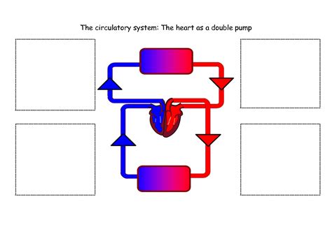 Simple Circulatory System Diagram Without Labels