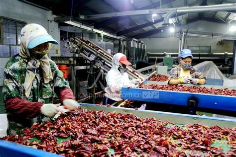 新疆兵团：加工订单辣椒 人民图片网