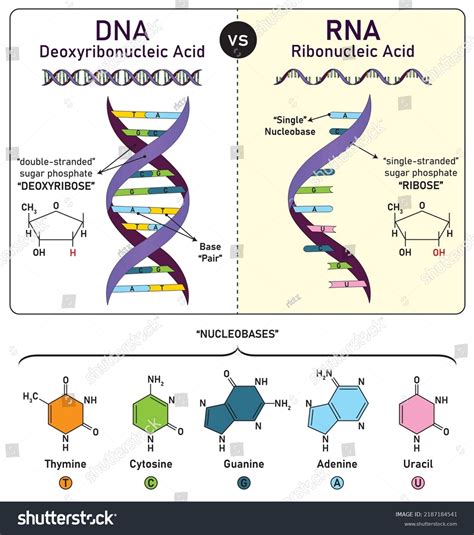 Dna Vs Rna Differences Similarities Genetic Stock Vector Royalty Free