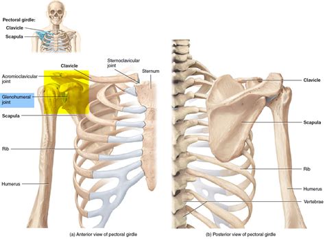 Scapula Fracture Causes Symptoms Diagnosis Treatment And Prognosis