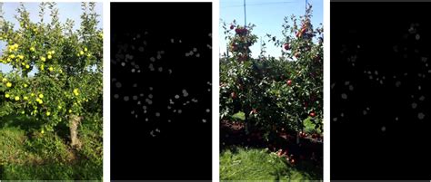 Github Jeongsinae Appledetect Minneapple Dataset을 이용한 Apple Detection