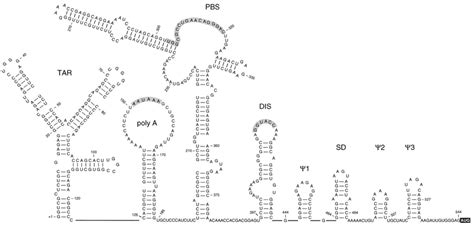 Hiv 2 Leader Rna Secondary Structure Model The Model Of The 5′ Download Scientific Diagram