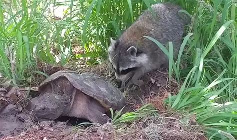All Tortoise Predators What Eats Tortoises Full Breakdown