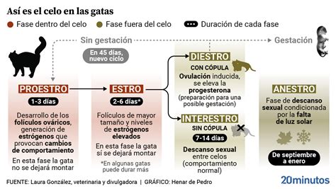 El Ciclo Sexual De Las Perras Cuándo Empieza Cómo Detectarlo Y Sus Fases