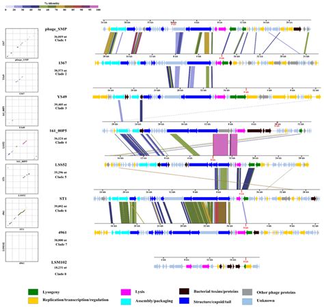 Schematic Representation Of Prophage Cds Similarity And Organisation Download Scientific