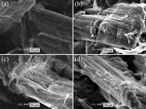 Scanning Electron Microscope Sem Photographs Of The Cryogenically Download Scientific Diagram