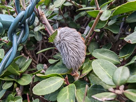 Found This In My Bed In South Alabama What And Whyy Lol R Whatsthisbug
