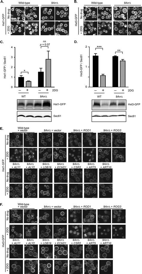 Hxt1 And Hxt3 Vacuolar Trafficking Is Regulated By Arrestins A And Download Scientific
