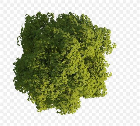 Tree Floor Plan Png Viewfloor Co