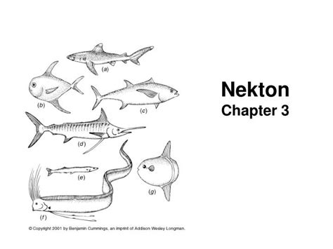 Ppt Nekton Chapter 3 Powerpoint Presentation Free Download Id3342868