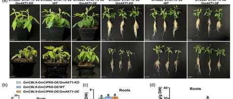 【plant Biotechnol J 】破解大豆耐盐密码！科学家发现钾离子吸收关键机制，盐碱地增产有望 知乎