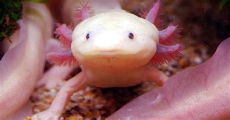 멕시코 새 지폐 모델은 멸종위기 도롱뇽