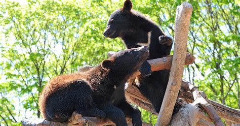 日여자프로골프 코스에 곰 출몰해 대회 중단전례 없는 일