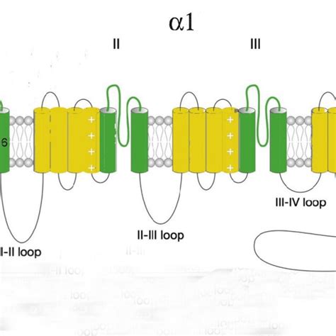 Schematic Representation Of Cav3 α1 Subunit Modify By 39 Download Scientific Diagram