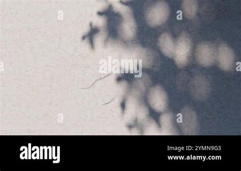 Shadow Overlay Wall Texture Sunlight Leaf Shade Abstract 3d Render Shadows Light Nature Plant