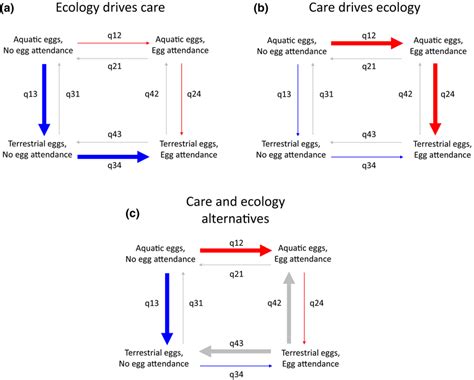 Schematic Of Predictions And Interpretation Of Bayestraits Download Scientific Diagram