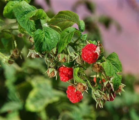 Page 4 Raspberry Growing Images Free Download On Freepik