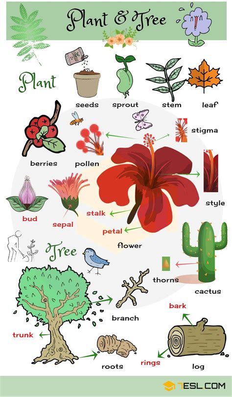 Plant And Flower Vocabulary In English Eslbuzz