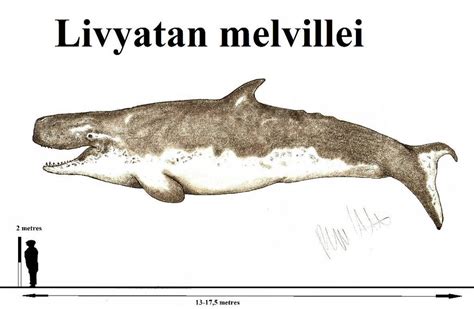 Paleo Profile Livyatan Melvillei Paleo Profiles The Fossil Forum