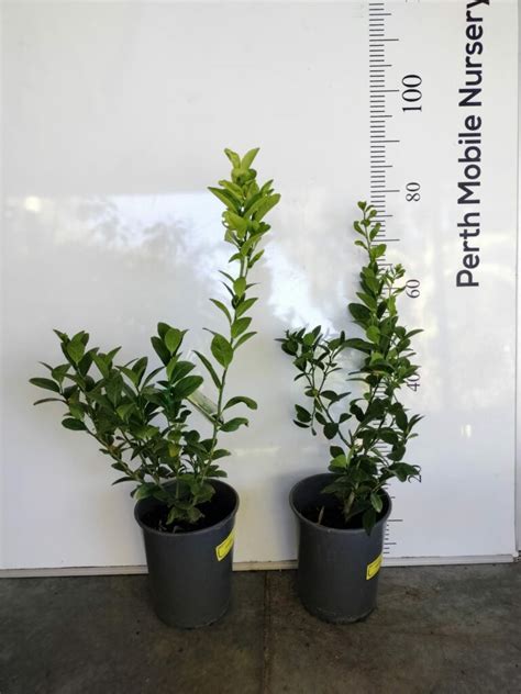 Dwarf Citrus Sublime Patio Lime Fruit Tree Perth Wa