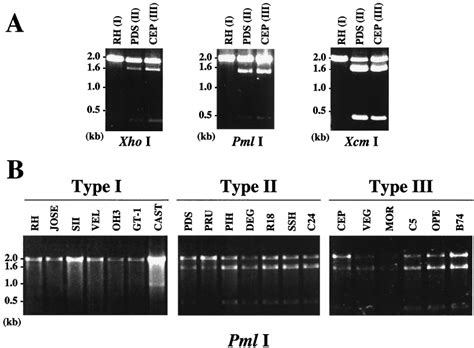 B1 Pcr Rflp Analysis Distinguishes Virulent From Avirulent Strains A Download Scientific