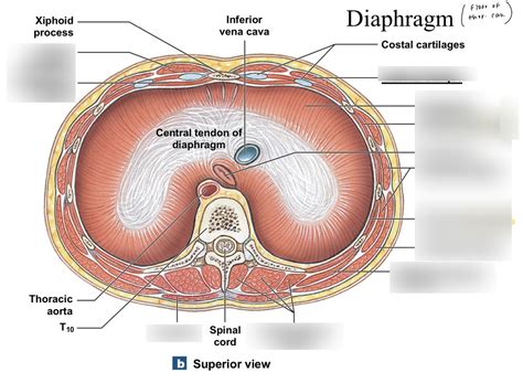 Diaphragm Muscles Diagram Quizlet