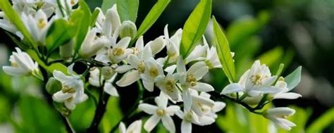 柑橘花芽分化过程分为以下3个阶段 新三农