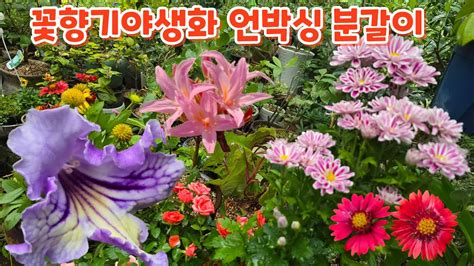 신닌기아로만자 향기진달래 장미 윙키스트라이프국화 천인국 꽃향기야생화 Youtube