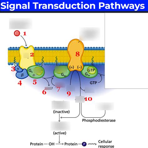 Signal Transduction Pathway Diagram Quizlet