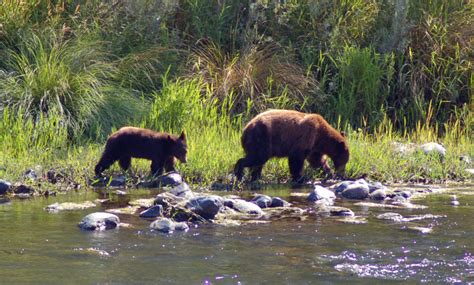 Multi Day Black Bear Hunting Float Trip Ca Trips4trade