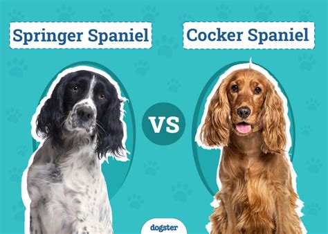 Springer Spaniel Vs Cocker Spaniel Key Differences With Pictures