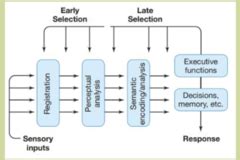 COG NEURO EXAM Quizlet