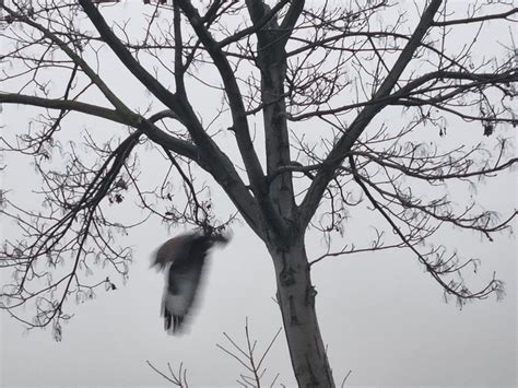 Quantum Circuit On Chatgpt Jomsborg Lab Medium