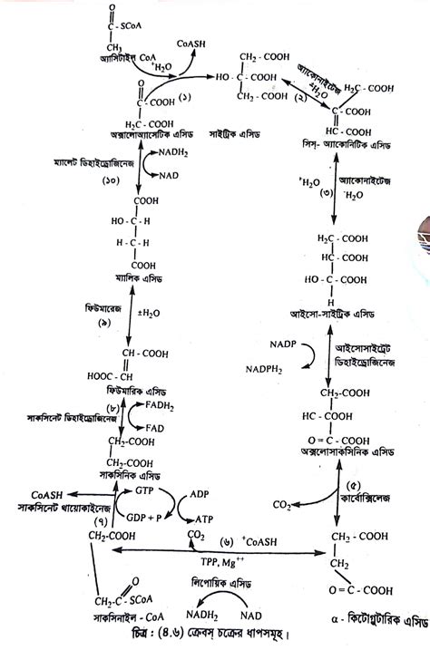 ক্রেবস্ চক্র Krebs Cycle াখুব সহজে ও অতি দ্রুত শিখে নিন। 𝐖𝐨𝐧𝐝𝐞𝐫 𝐌𝐞𝐝𝐢𝐜𝐚𝐥