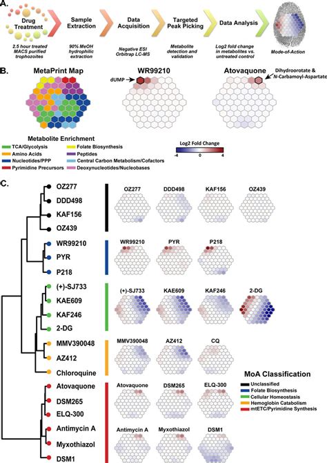 Metabolomic Fingerprint Analysis Of Validated Compounds With Download Scientific Diagram