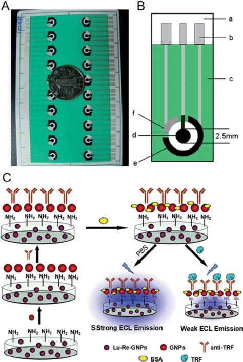 Schematic Illustrations Of The Immunosensor And The Proposed Strategy