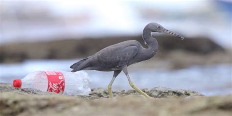 Macroplastics And Microplastics Birdforum