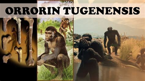 Orrorin Tugenensis Fossil Orrorin Tugenensis Menneskets Oprindelse