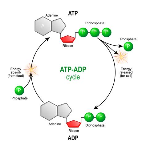 Energy Diagram For Atp To Adp