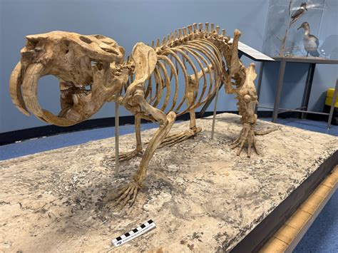 Giant Beaver Becomes Minnesotas Official State Fossil Eden Prairie
