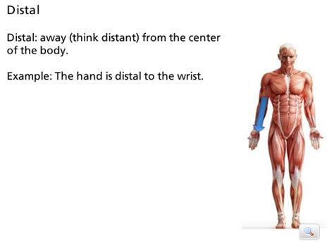 Proximal Vs Distal Examples Proximal Vs Distal Examples