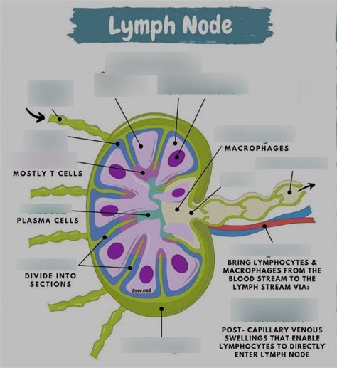 Diagram Of Lymph Node Diagram Quizlet