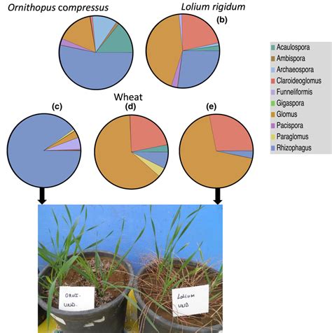 Taxonomic Affiliation Of The Operational Taxonomic Units Otu