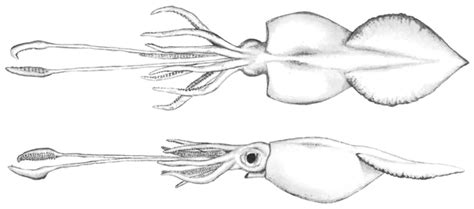 Colossal Squid Mesonychoteuthis Hamiltoni New Ideas By Matt Weaver