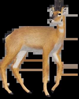 Dwarf Pronghorn Ecos La Brea Wiki Fandom